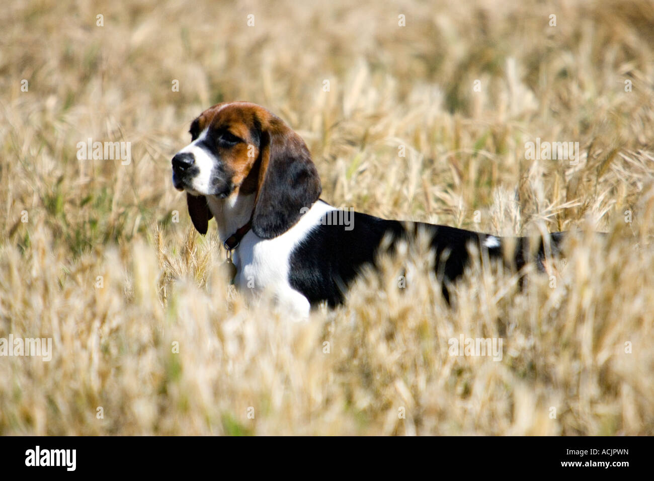 Beagle in a field of grass Stock Photo - Alamy