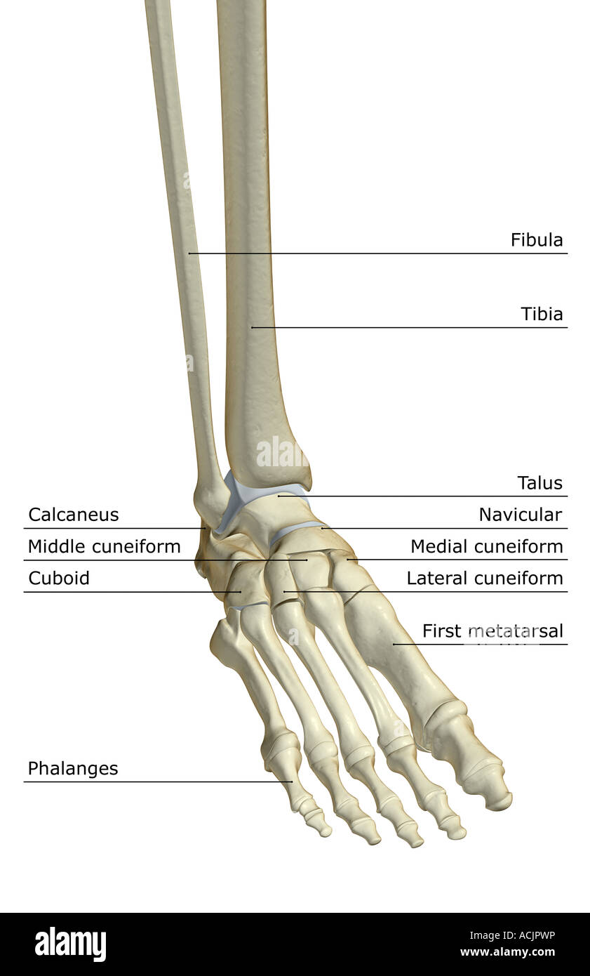 The bones of the foot Stock Photo - Alamy