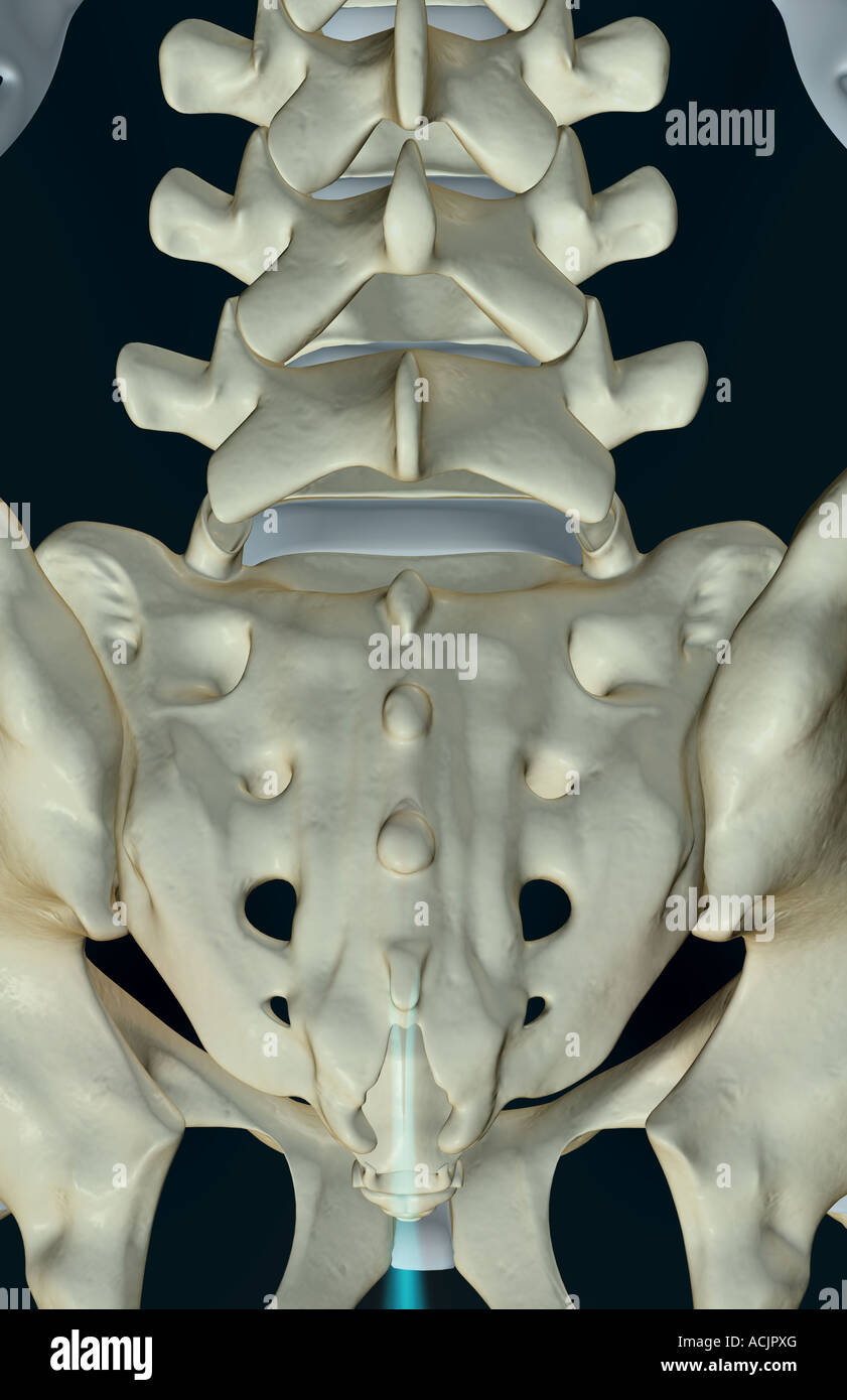 Sacral foramen hi-res stock photography and images - Alamy