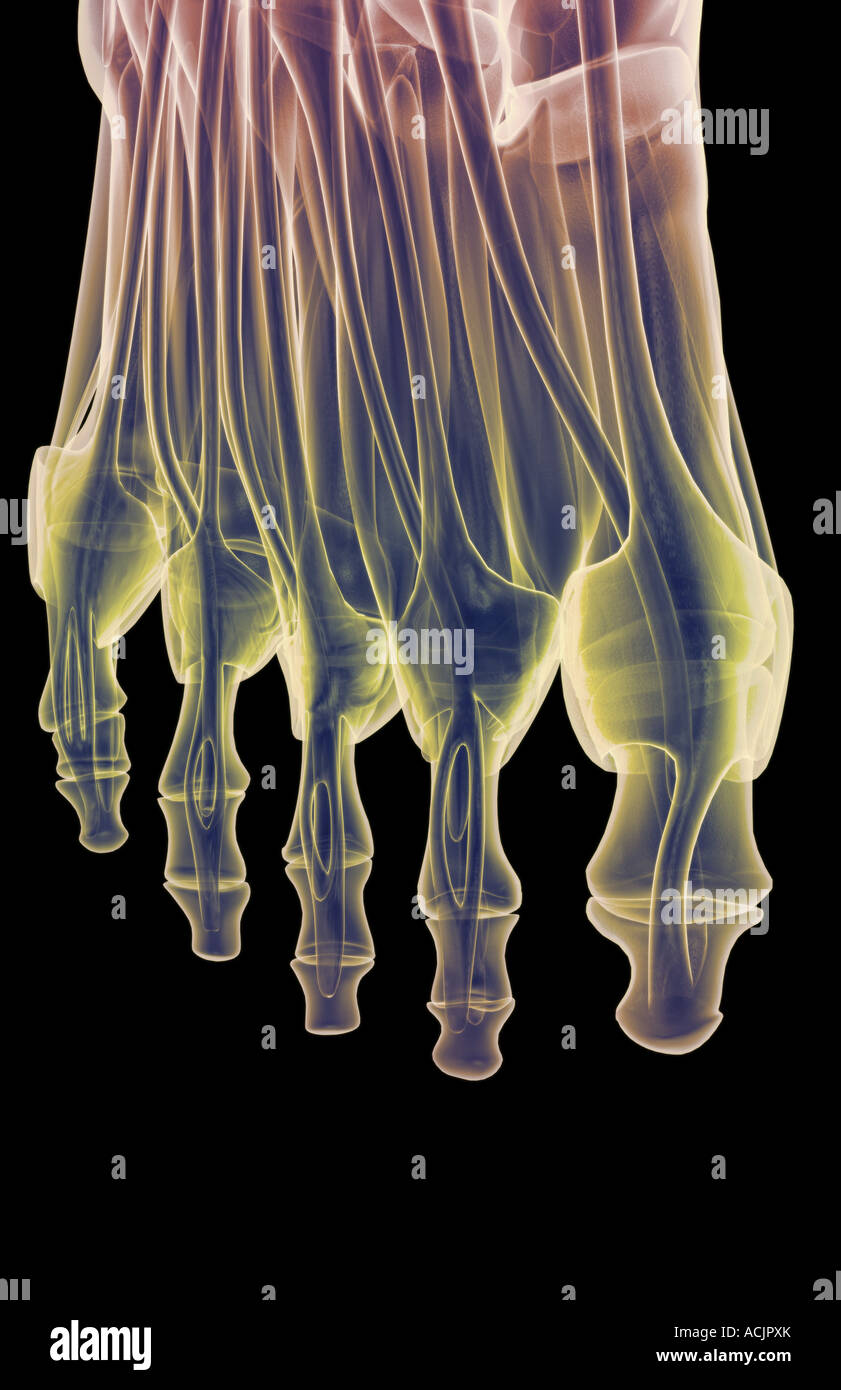 The muscles of the foot Stock Photo - Alamy