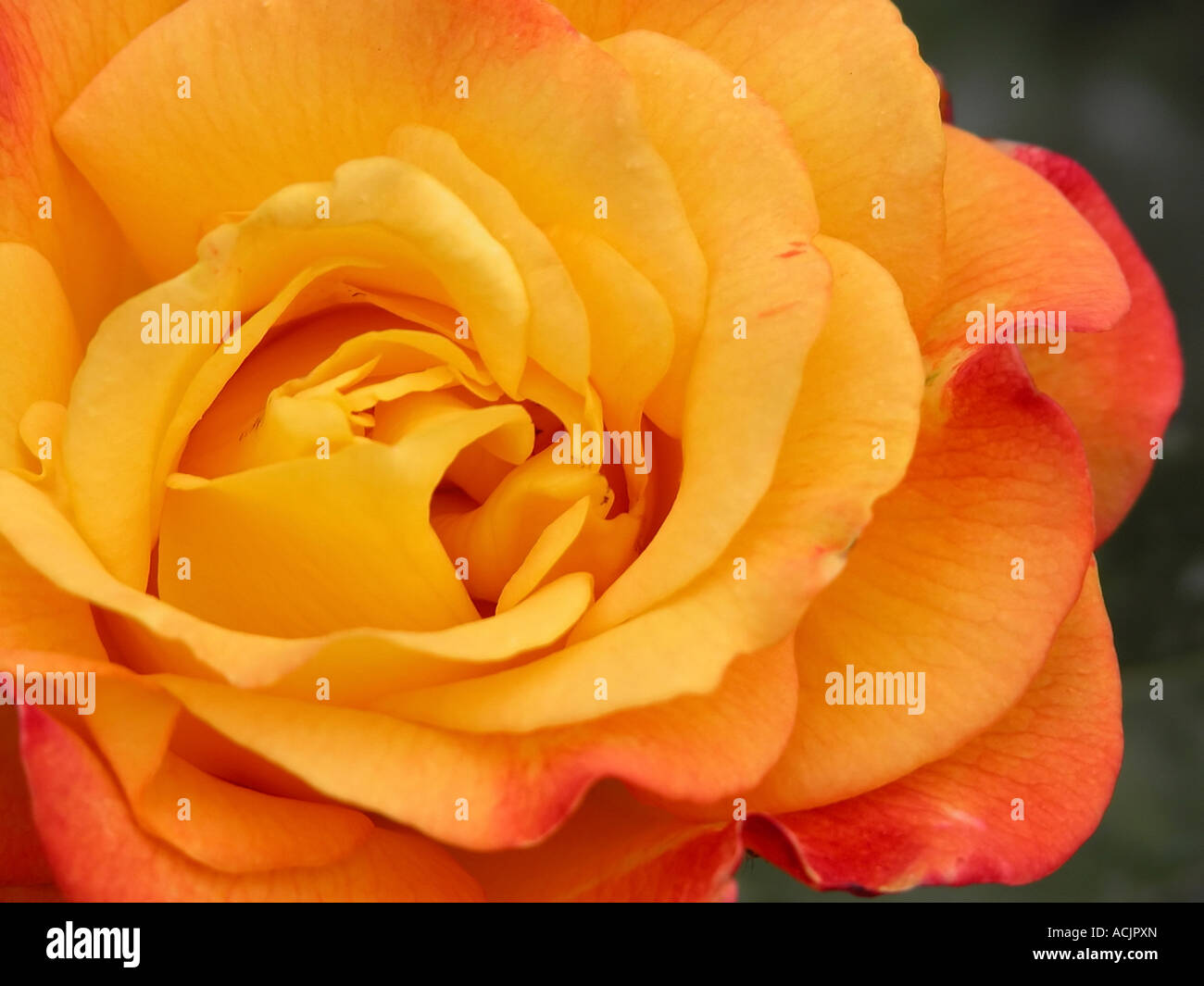 Coat of many colors hi-res stock photography and images - Alamy