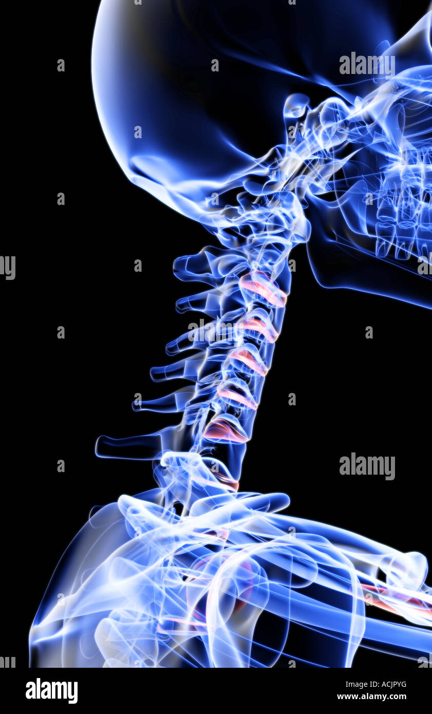 The bones of the neck Stock Photo - Alamy
