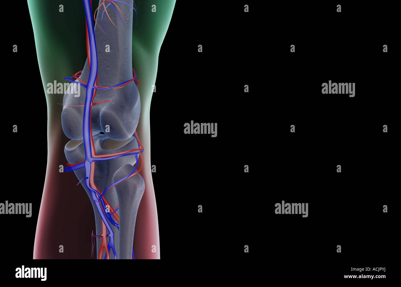 Blood Supply Knee High Resolution Stock Photography and Images - Alamy
