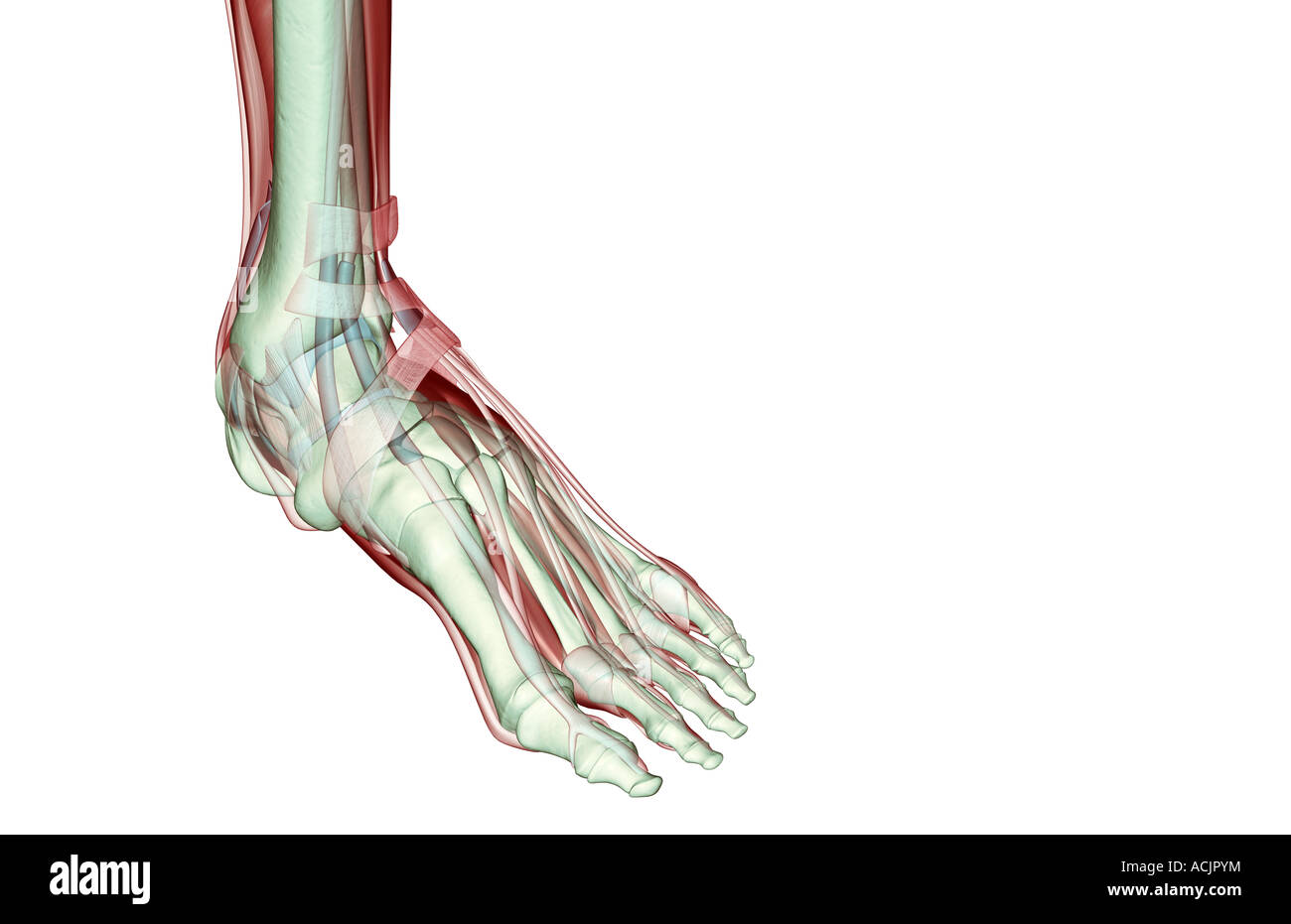 Foot dorsal side hi-res stock photography and images - Alamy