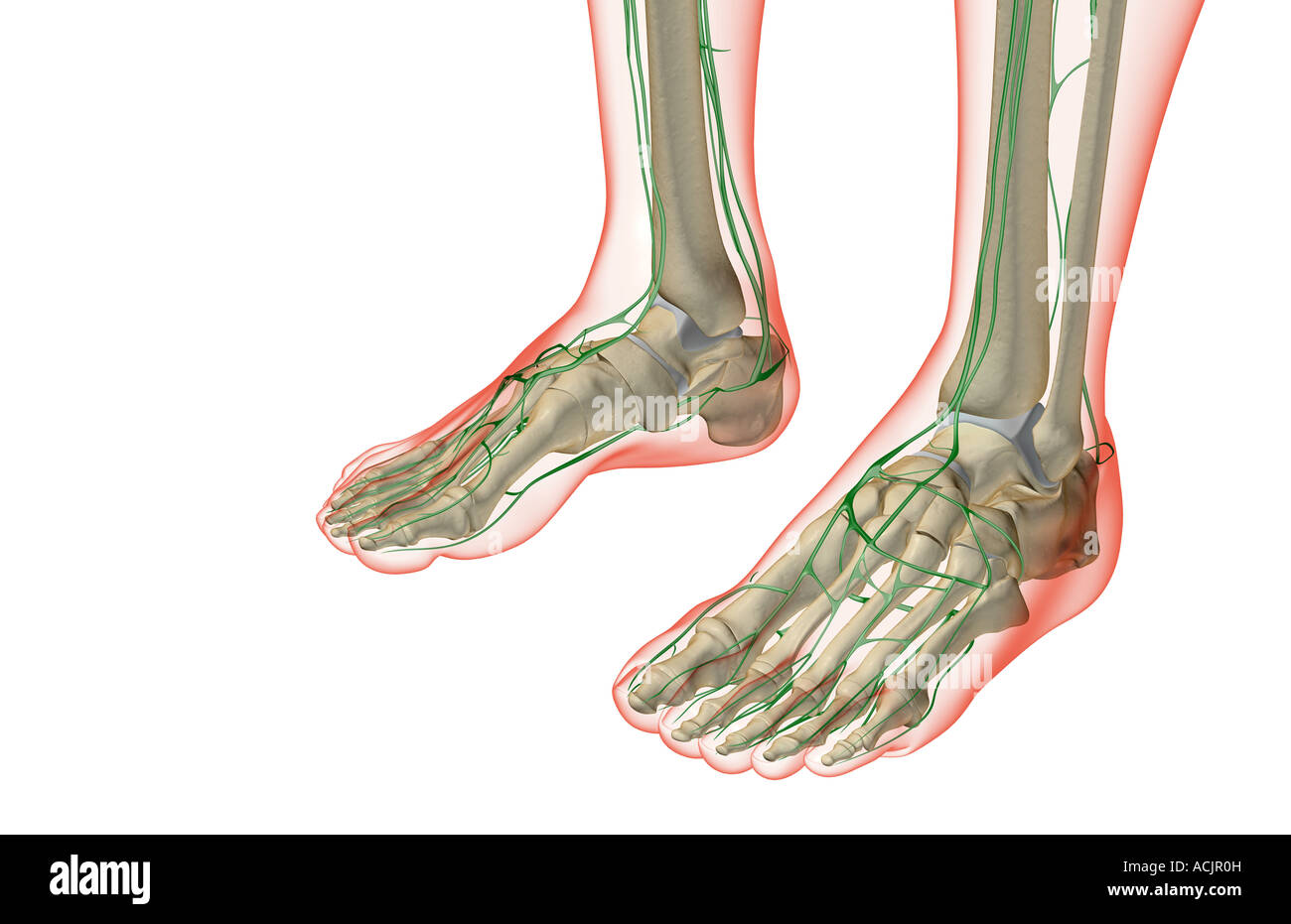 Lymph Nodes In Feet