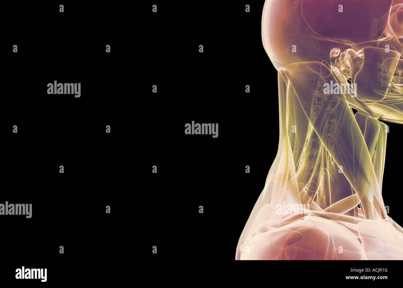 The muscles of the head and neck Stock Photo - Alamy