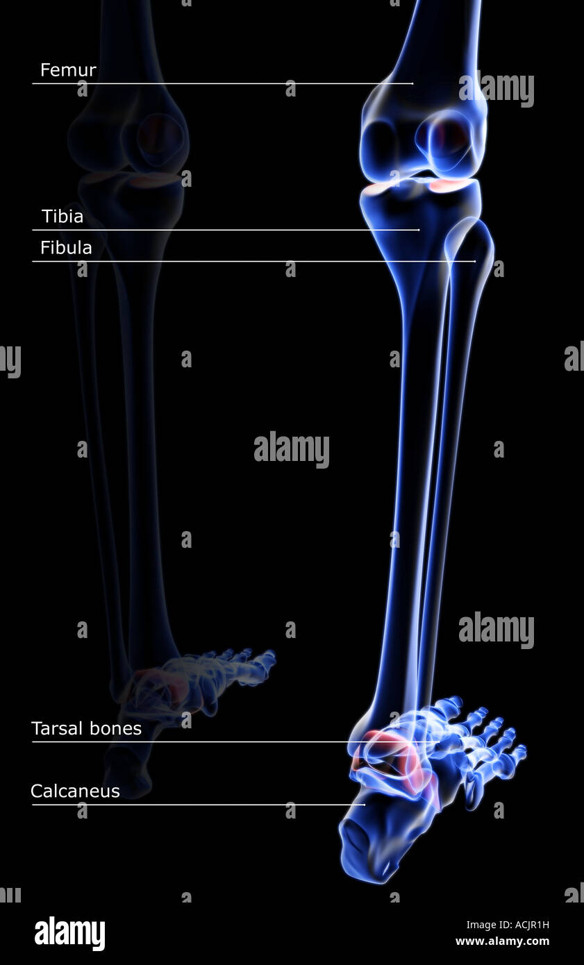 The bones of the leg Stock Photo - Alamy