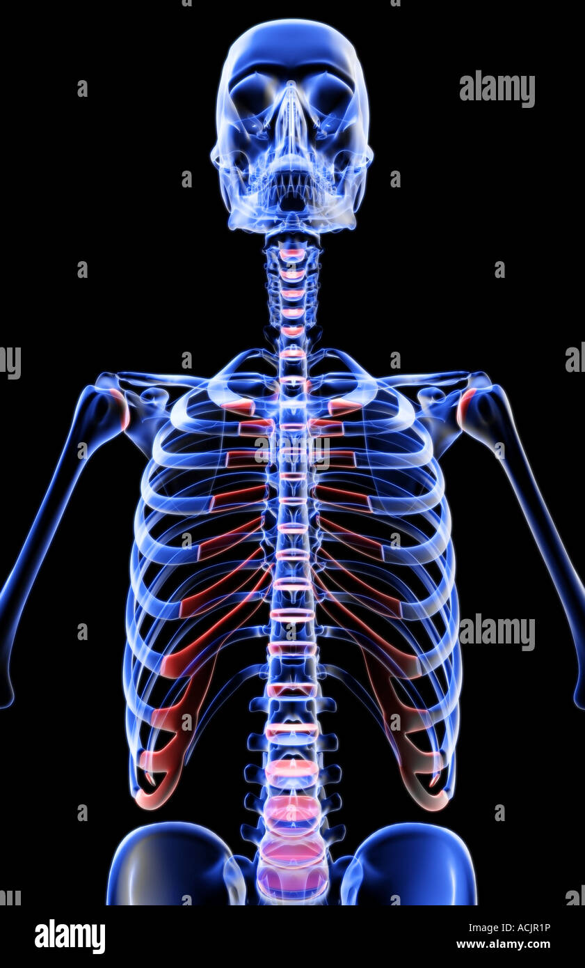 The bones of the upper body Stock Photo - Alamy