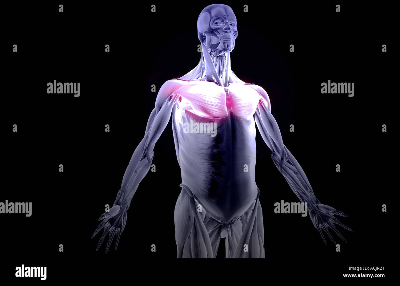 The muscles of the upper body Stock Photo - Alamy