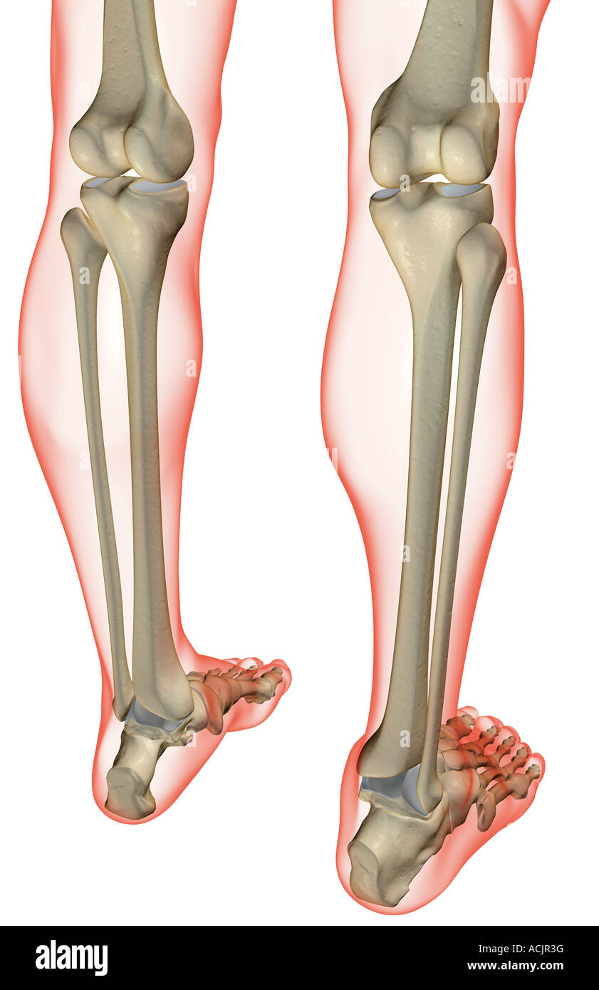 The bones of the leg Stock Photo - Alamy