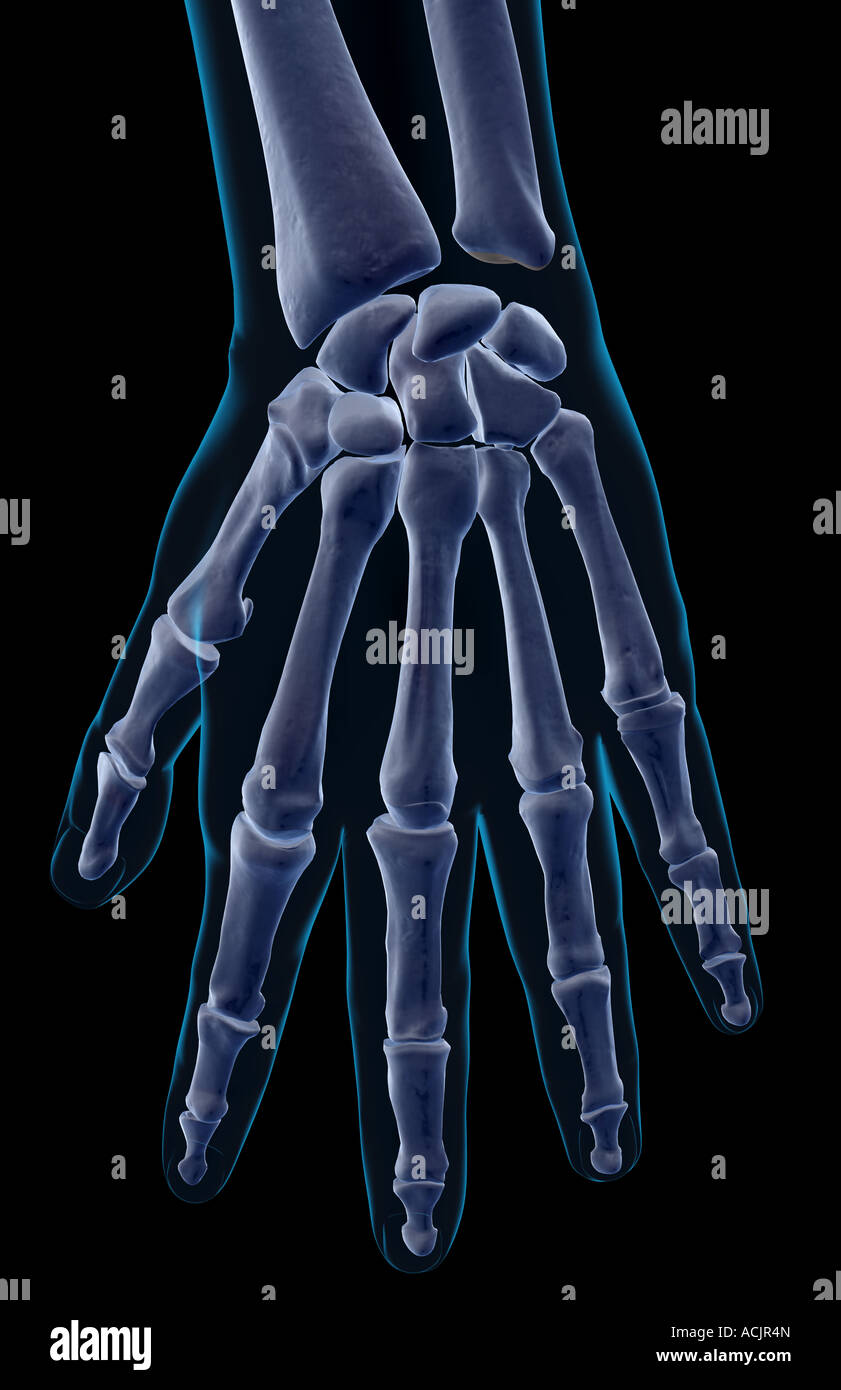 The bones of the hand Stock Photo - Alamy