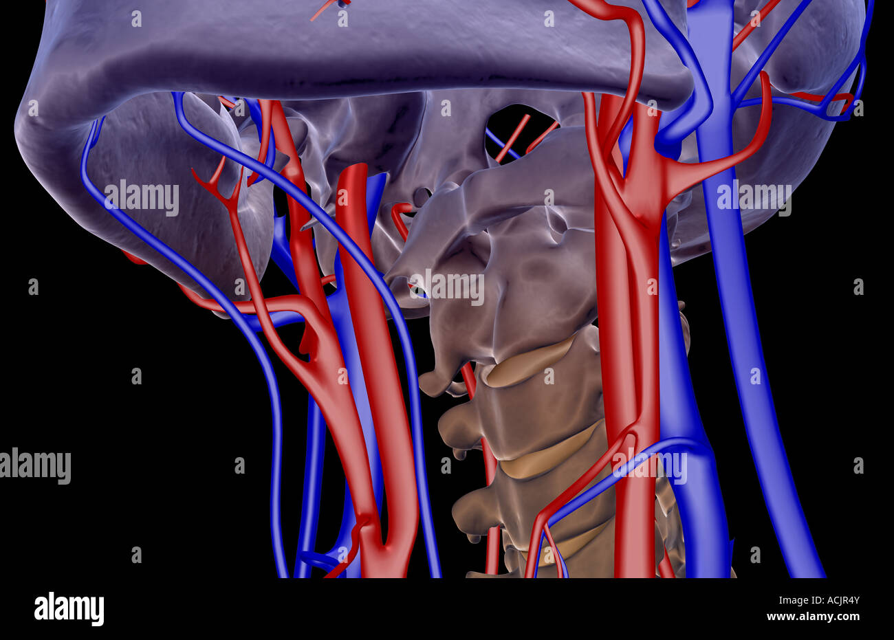 Neck Blood Vessels High Resolution Stock Photography and Images - Alamy