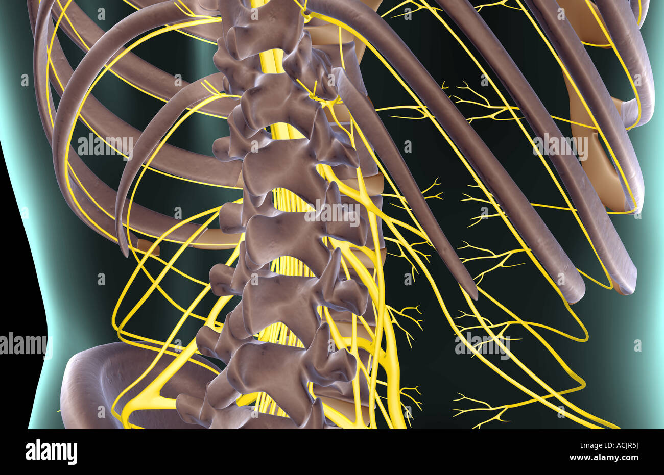 The nerves of the lower back Stock Photo - Alamy