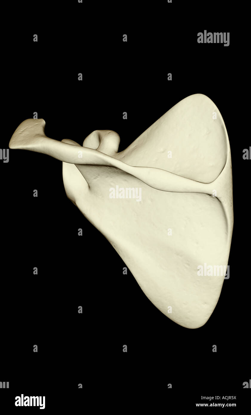 Structure of the scapula hi-res stock photography and images - Alamy