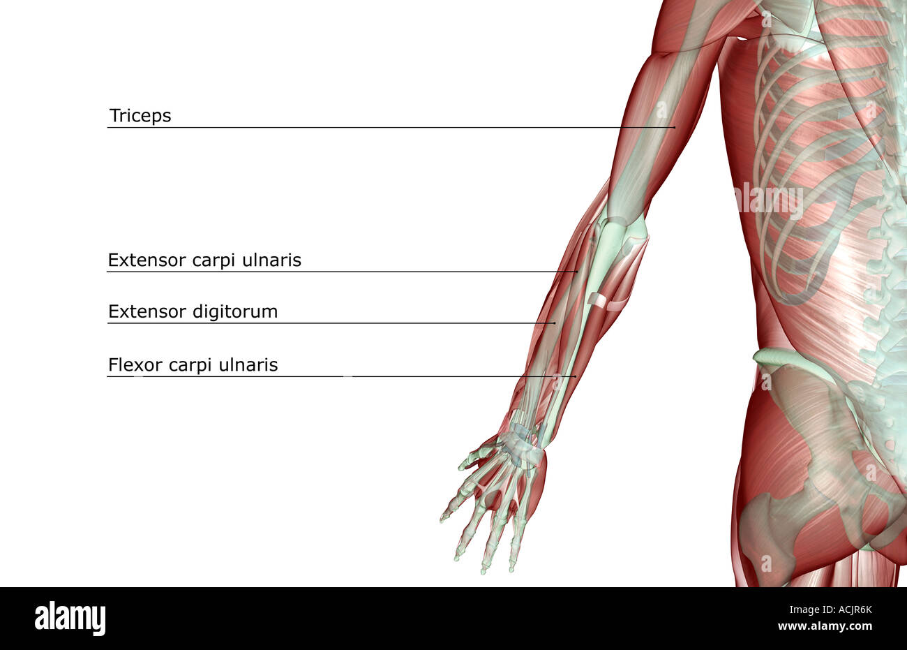 Labeled illustration muscles human back hi-res stock photography and ...