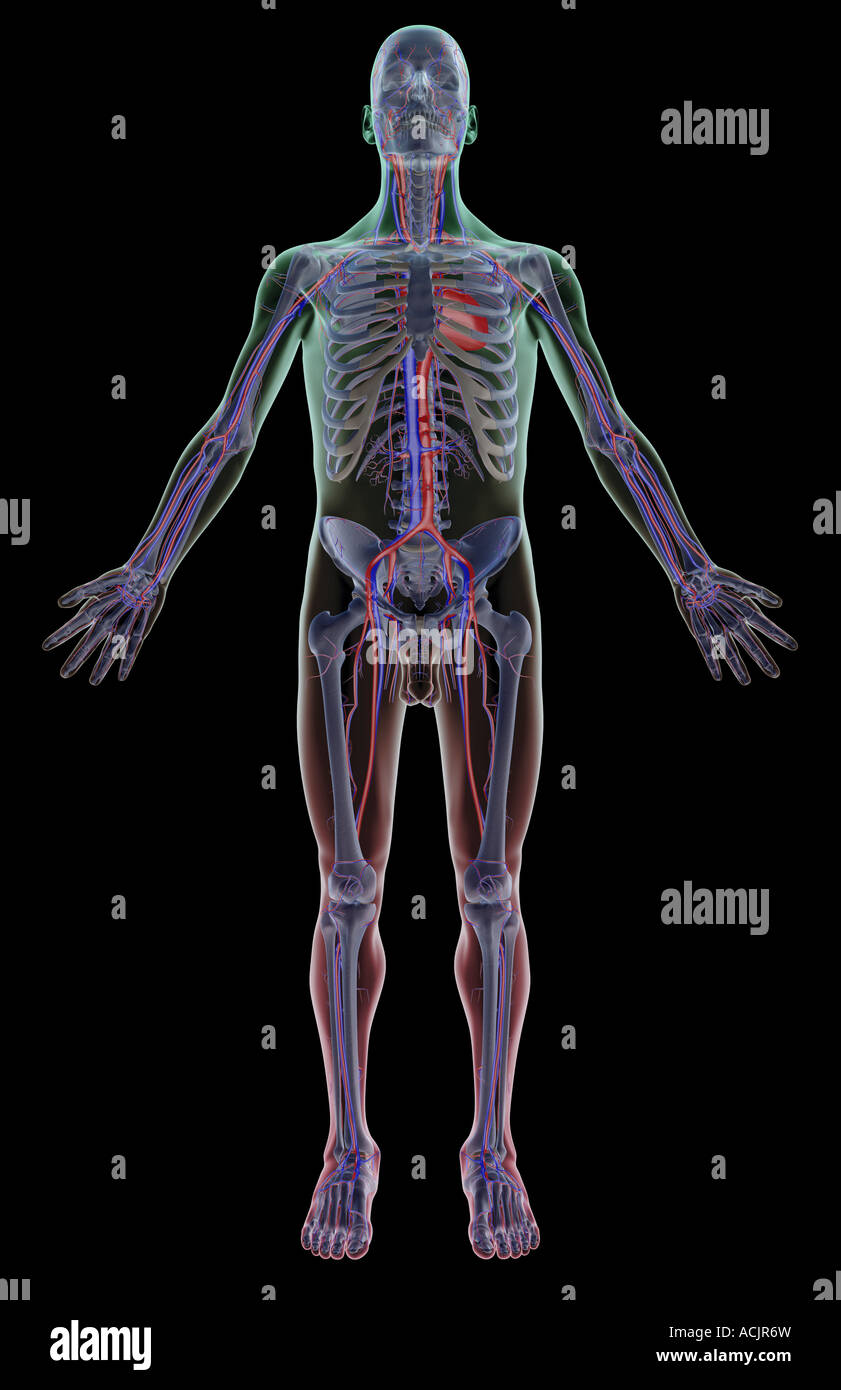 The vascular system Stock Photo - Alamy