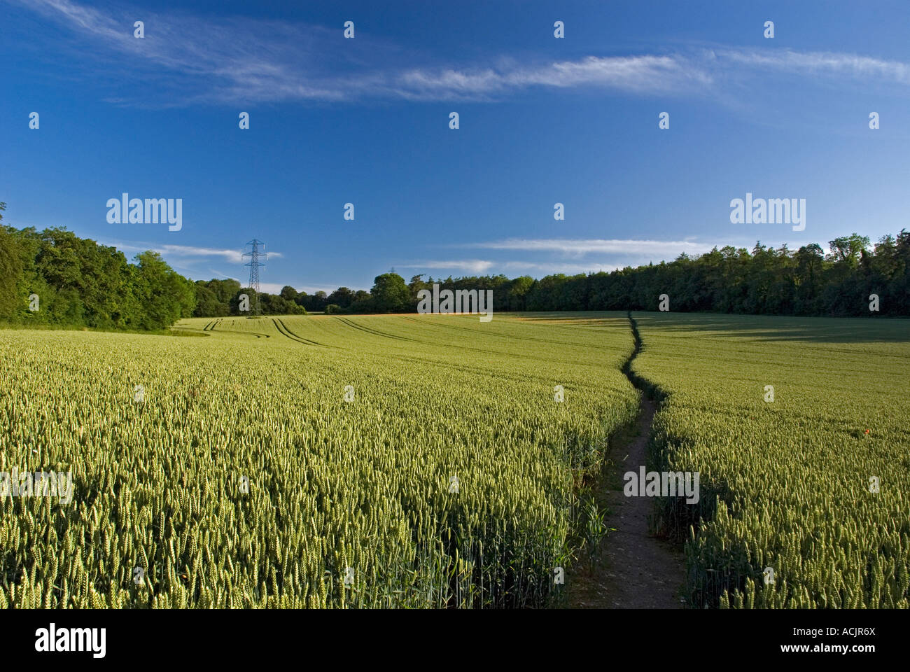 English corn field Stock Photo - Alamy