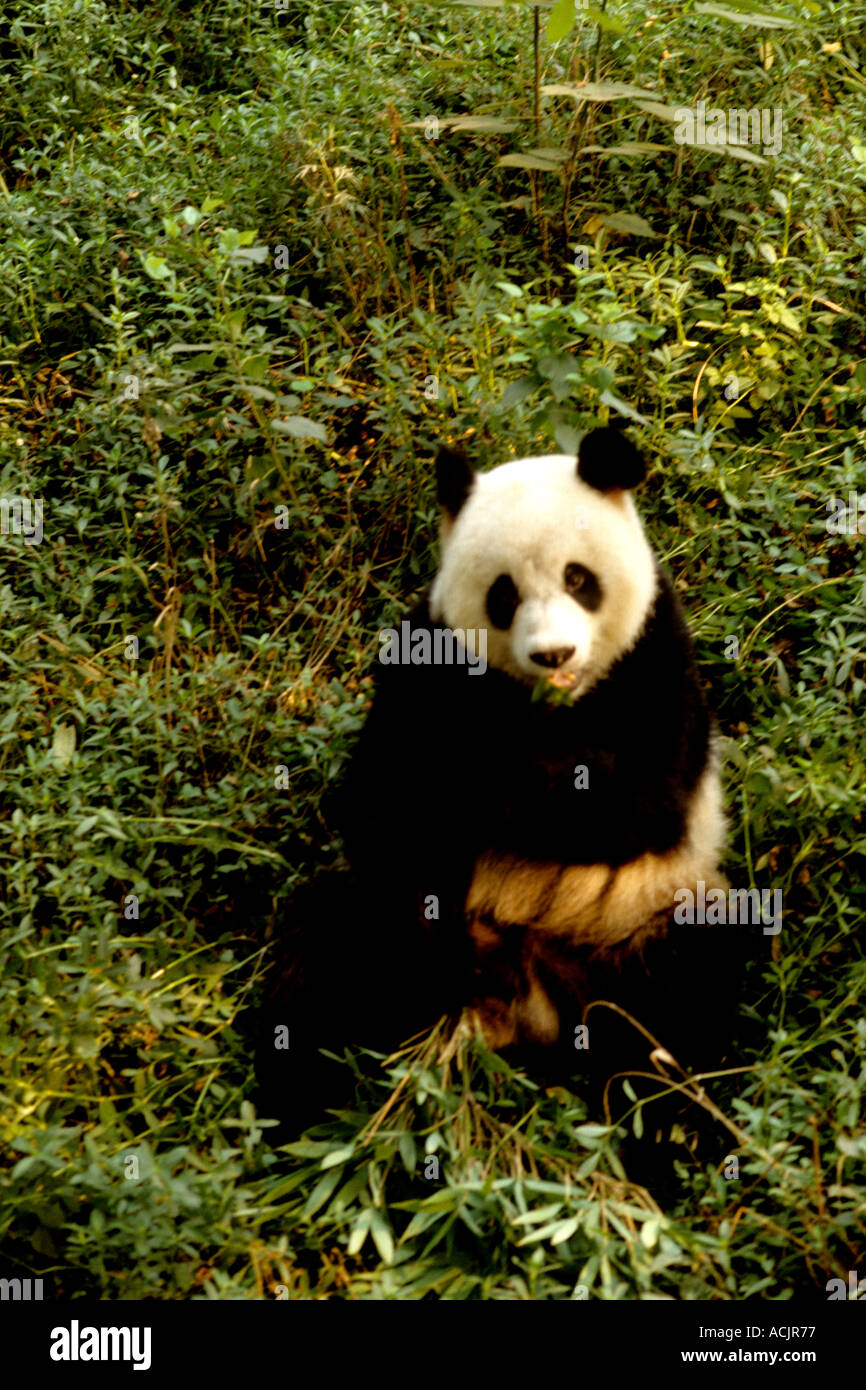 Famous panda at Shanghai zoo in China Stock Photo - Alamy