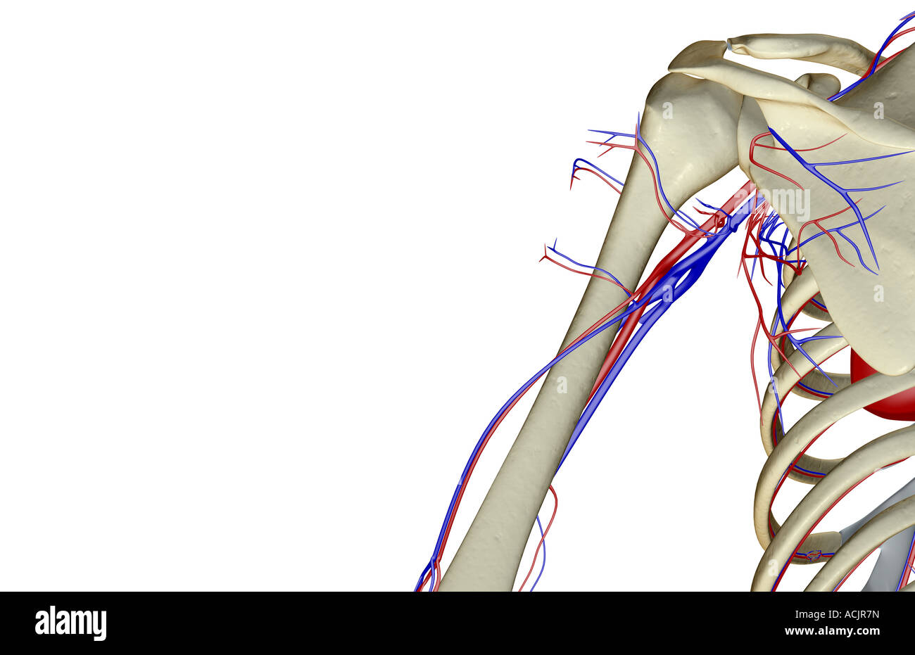 Shoulder artery hi-res stock photography and images - Alamy