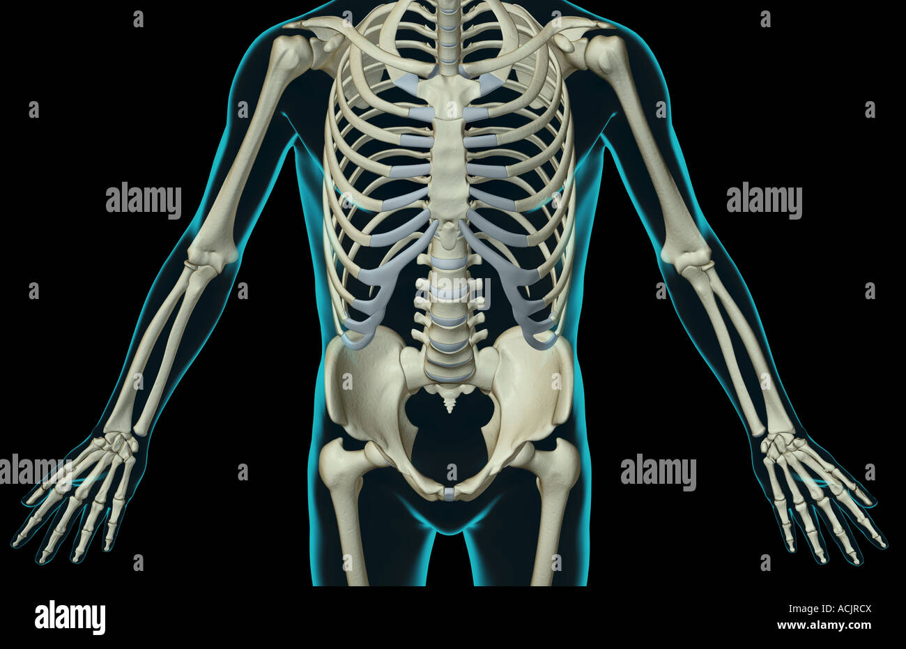 The bones of the trunk Stock Photo - Alamy
