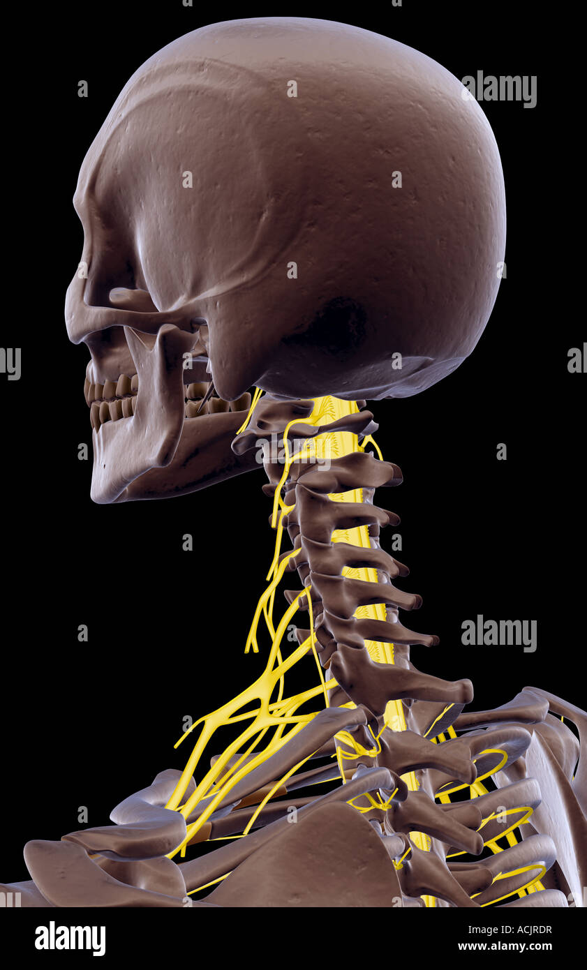 The nerves of the neck Stock Photo - Alamy
