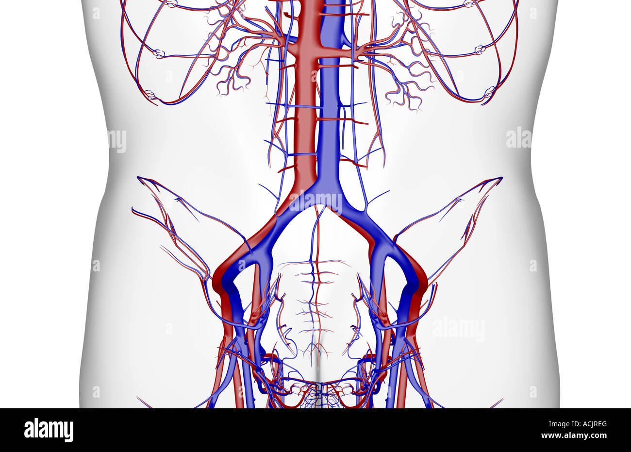 The blood supply of the lower back Stock Photo - Alamy
