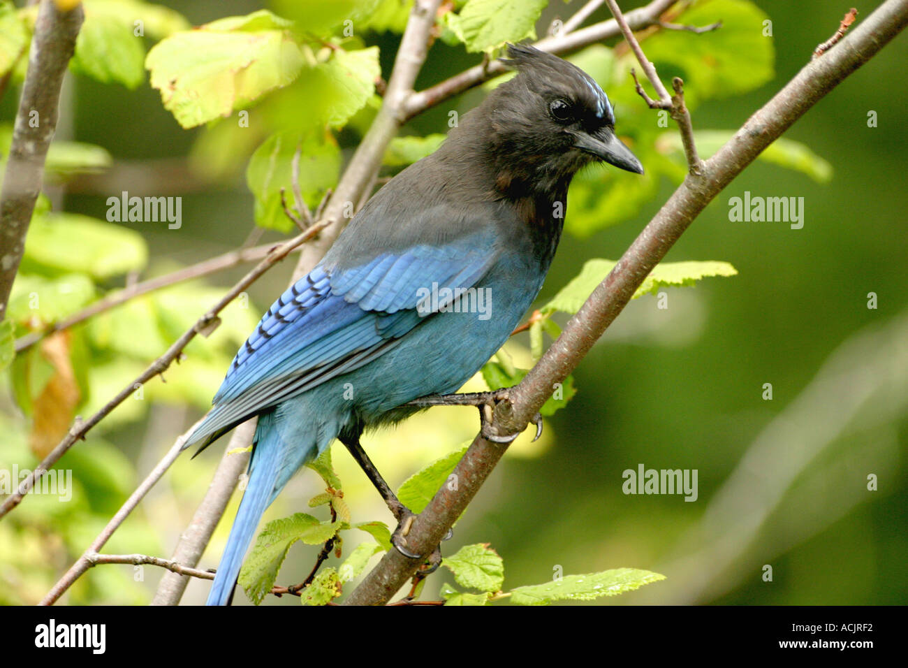 Stellar jay High Resolution Stock Photography and Images - Alamy