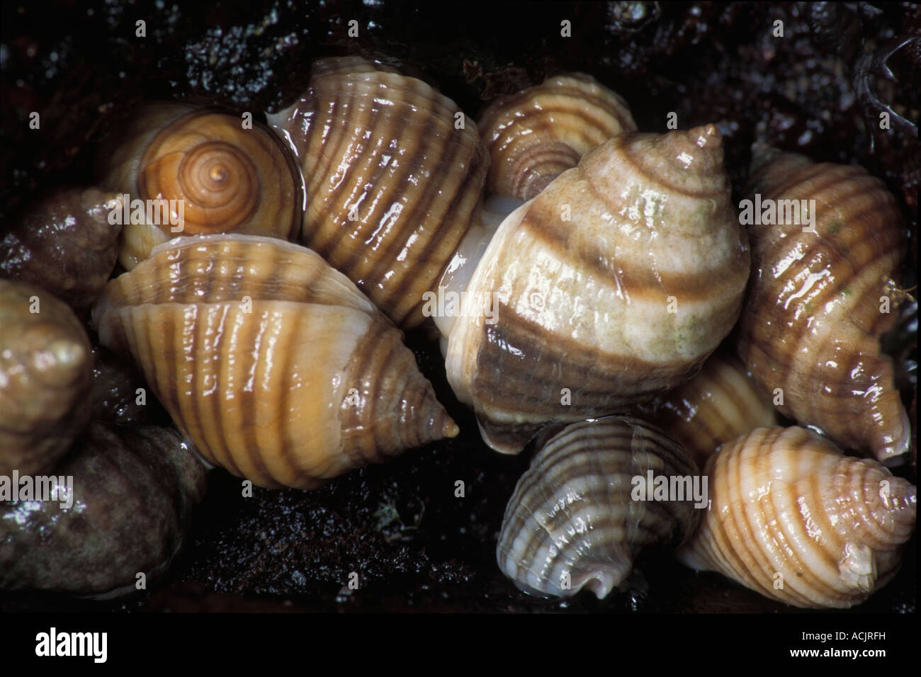 Thais lapillus hi-res stock photography and images - Alamy