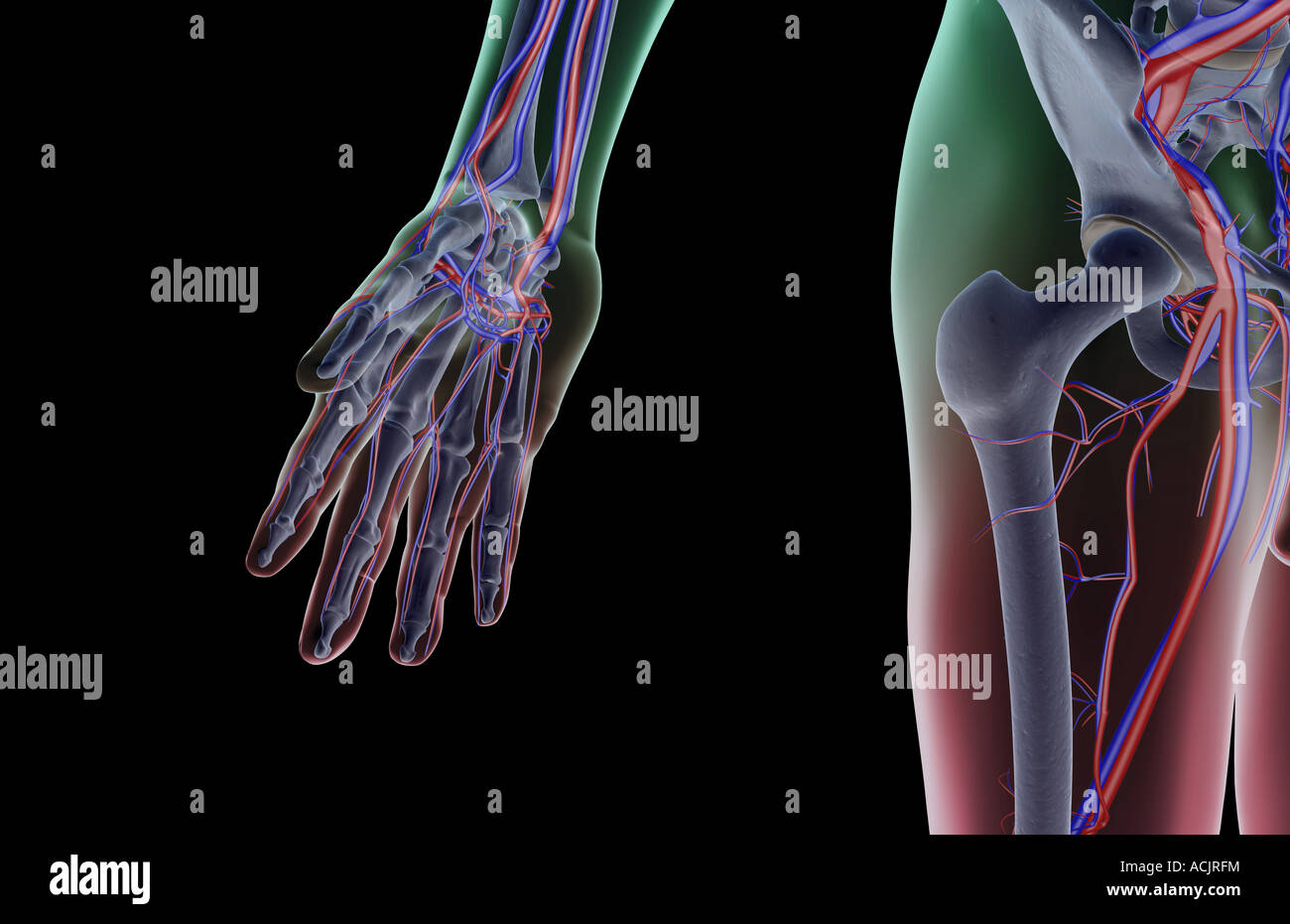 The blood supply of the hip Stock Photo - Alamy