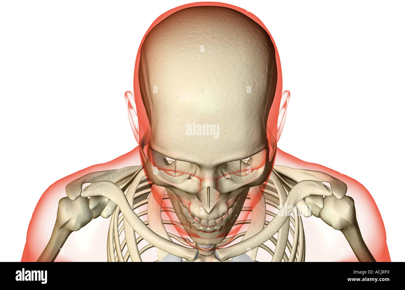 The bones of the head and face Stock Photo - Alamy