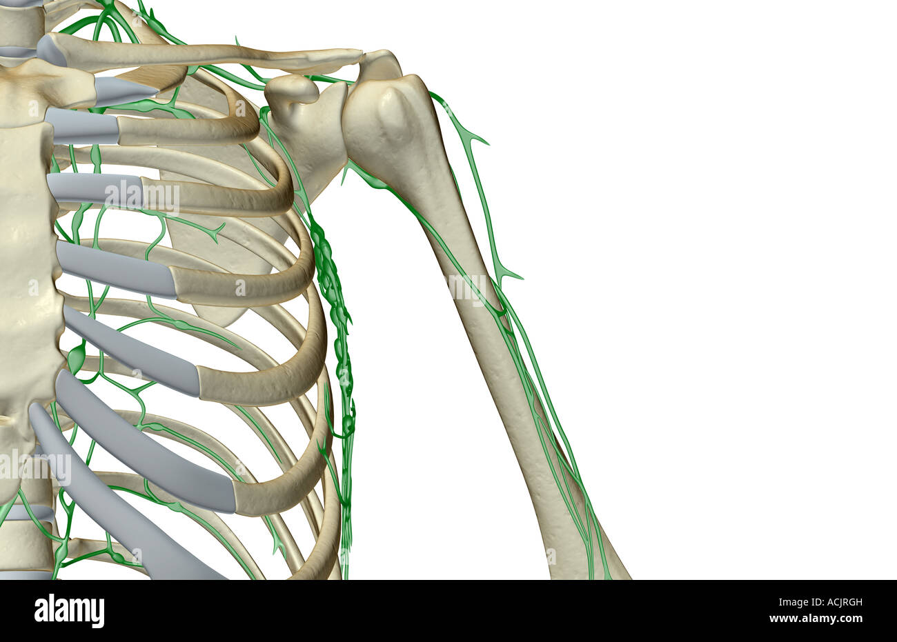 The lymph supply of the shoulder Stock Photo - Alamy