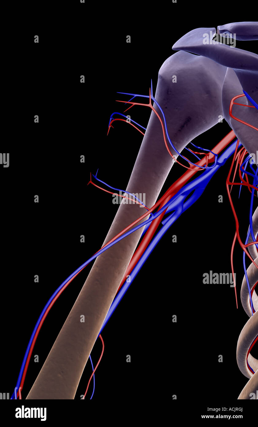 Shoulder blood vessels hi-res stock photography and images - Alamy