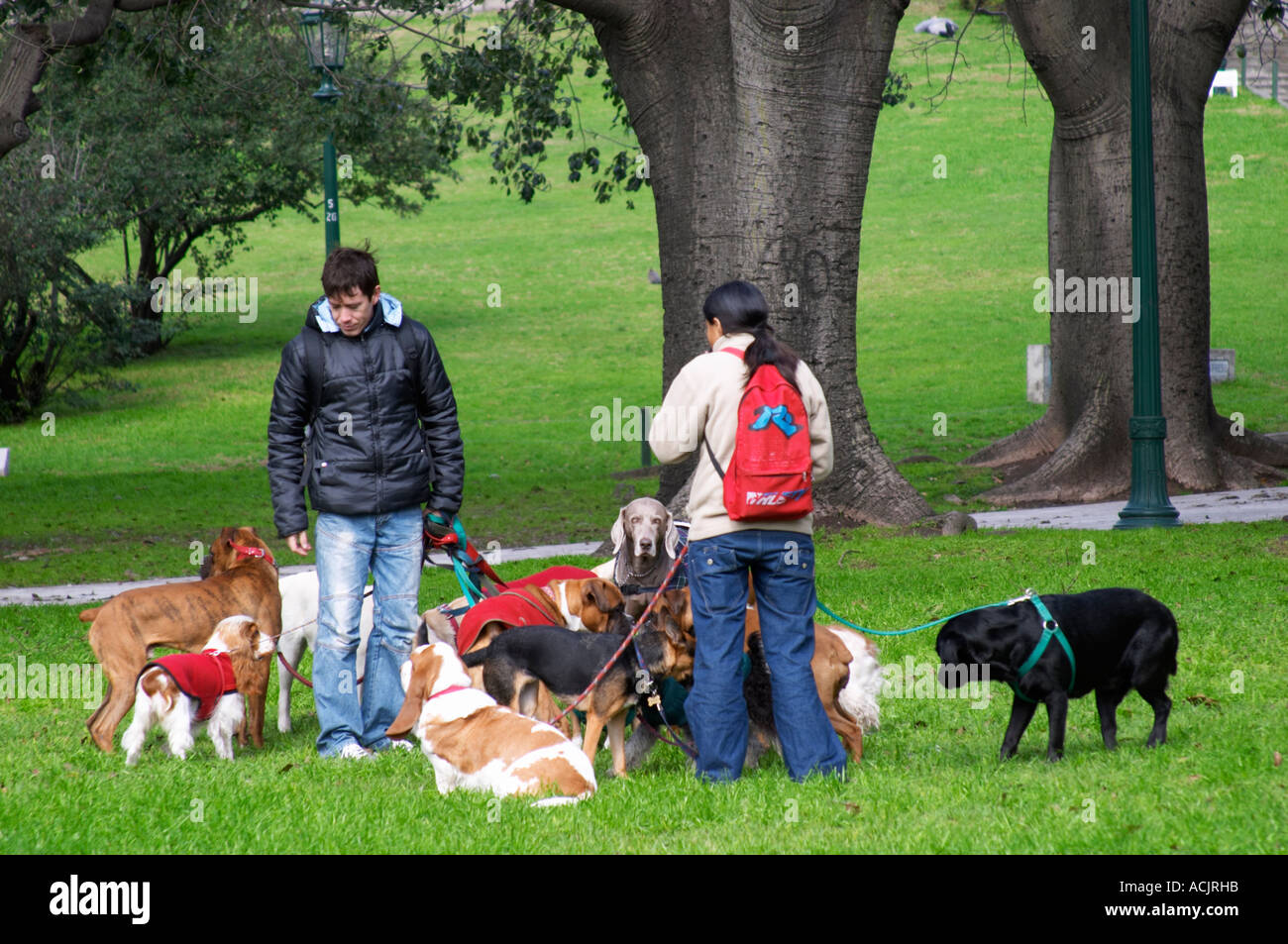 Two persons walking many dogs, in a park, in Buenos Aires there are ...
