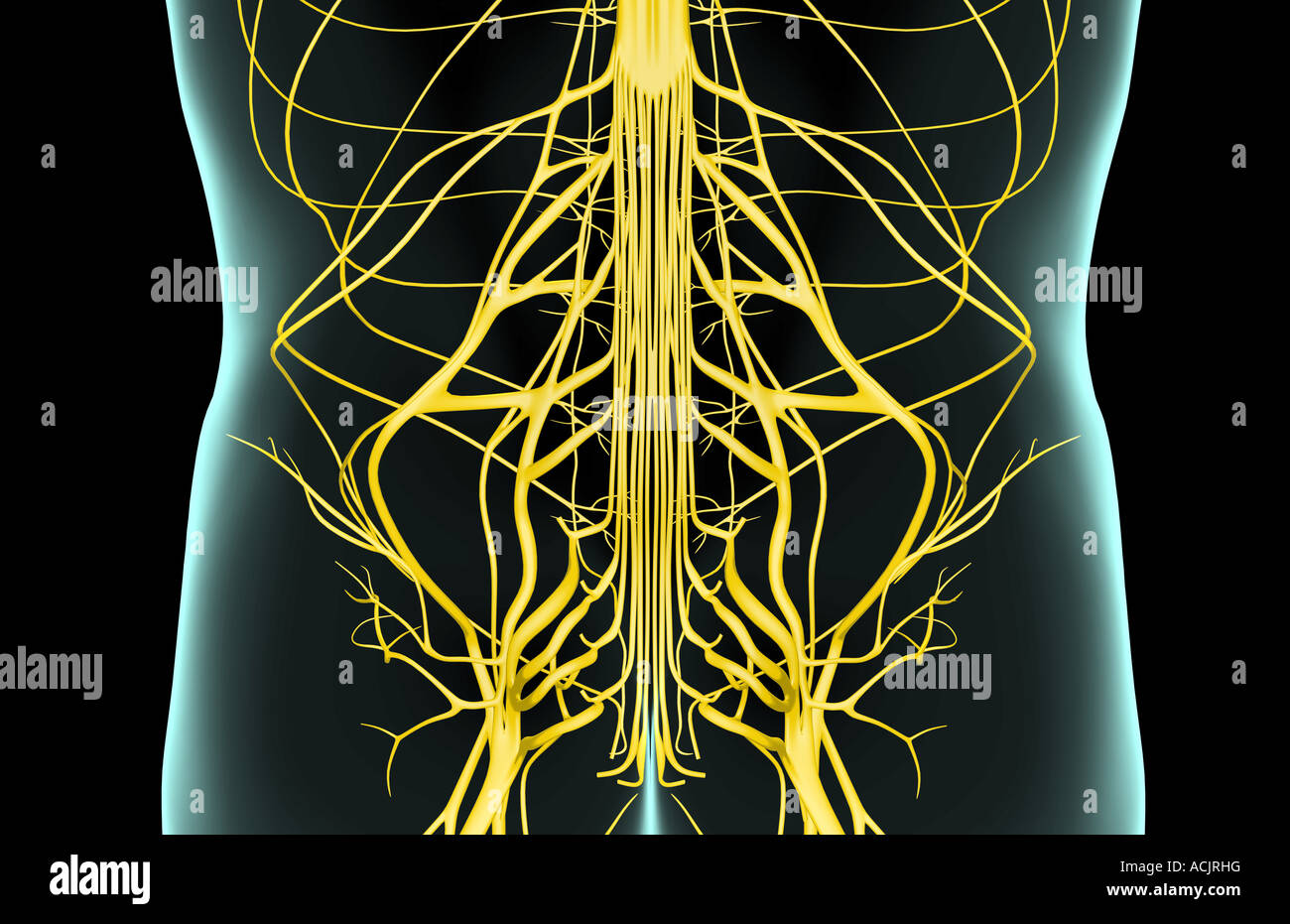 The nerves of the lower back Stock Photo - Alamy
