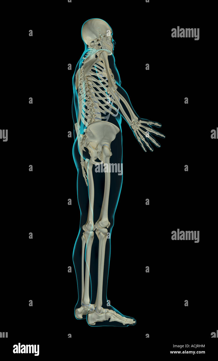 Full colour skeletal anatomy hi-res stock photography and images - Alamy