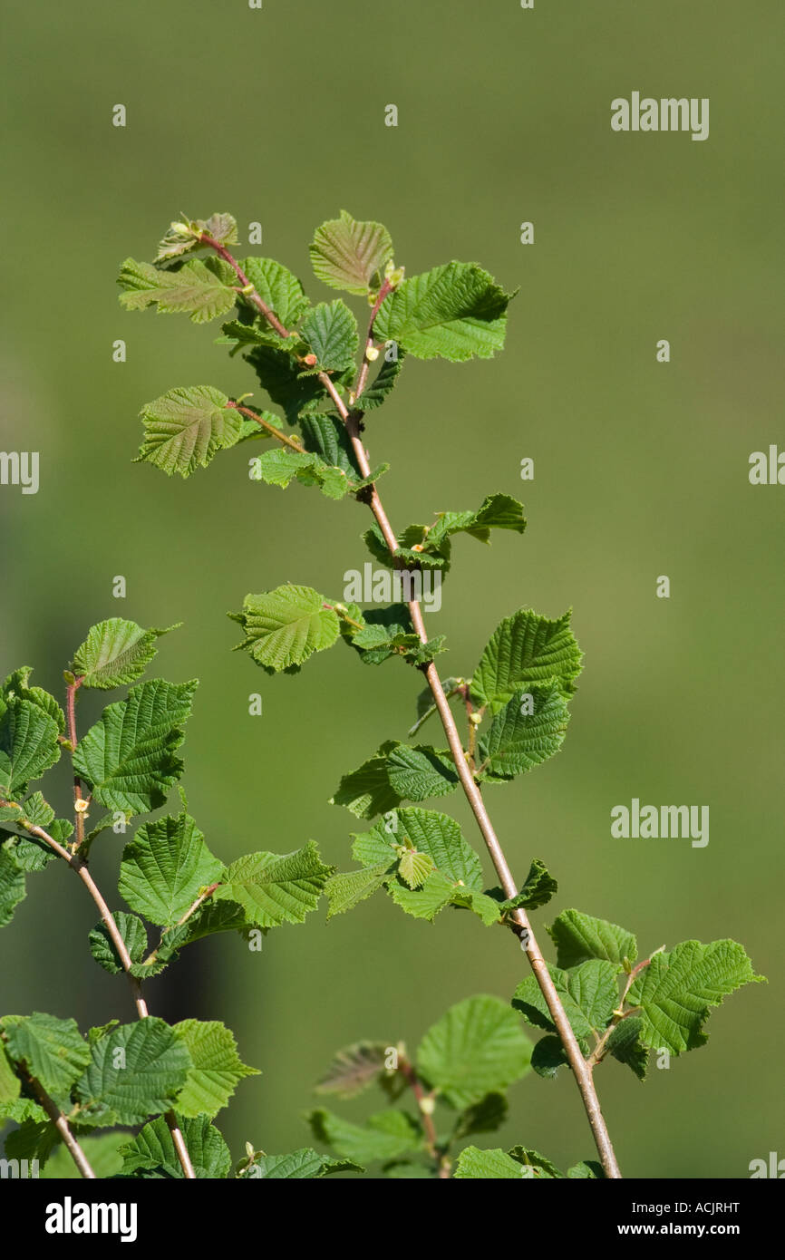 Hazel (Corylus avellana) branch and leaves Stock Photo - Alamy