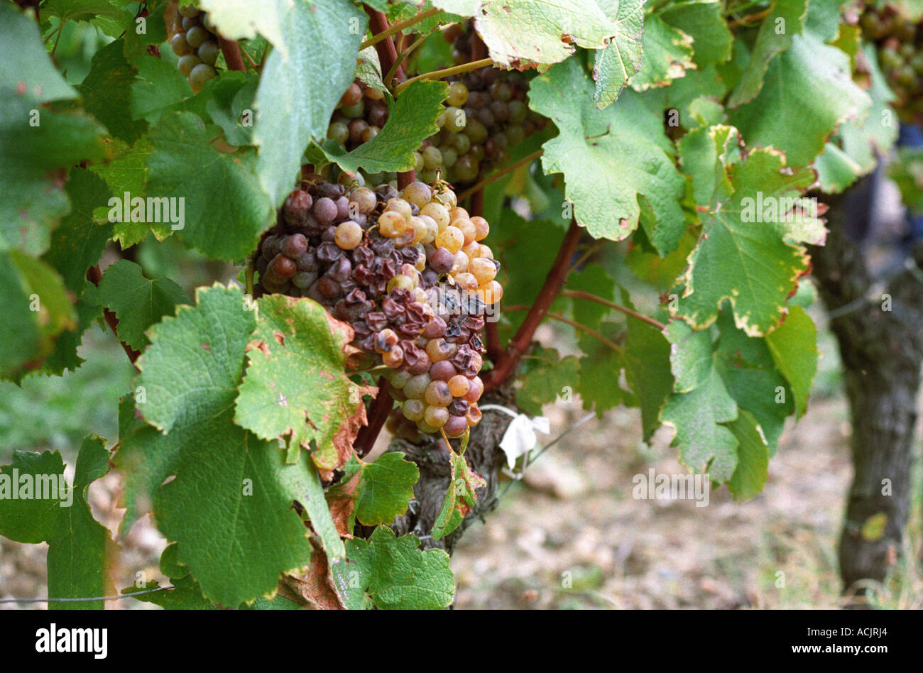 Noble Grape Vine Vitis Vinifera High Resolution Stock Photography and Images - Alamy