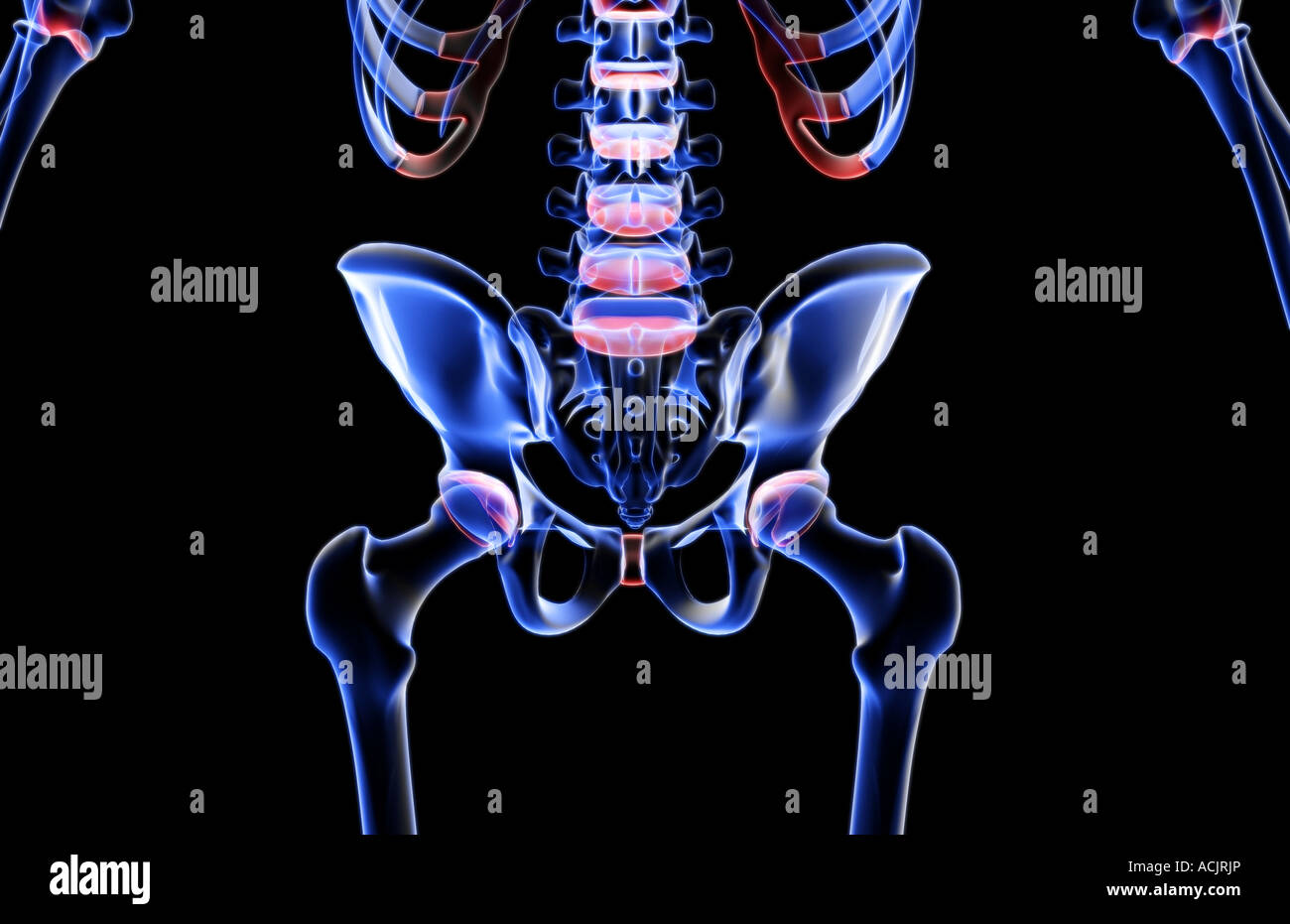 Bones Lower Back Stock Photos & Bones Lower Back Stock Images - Alamy