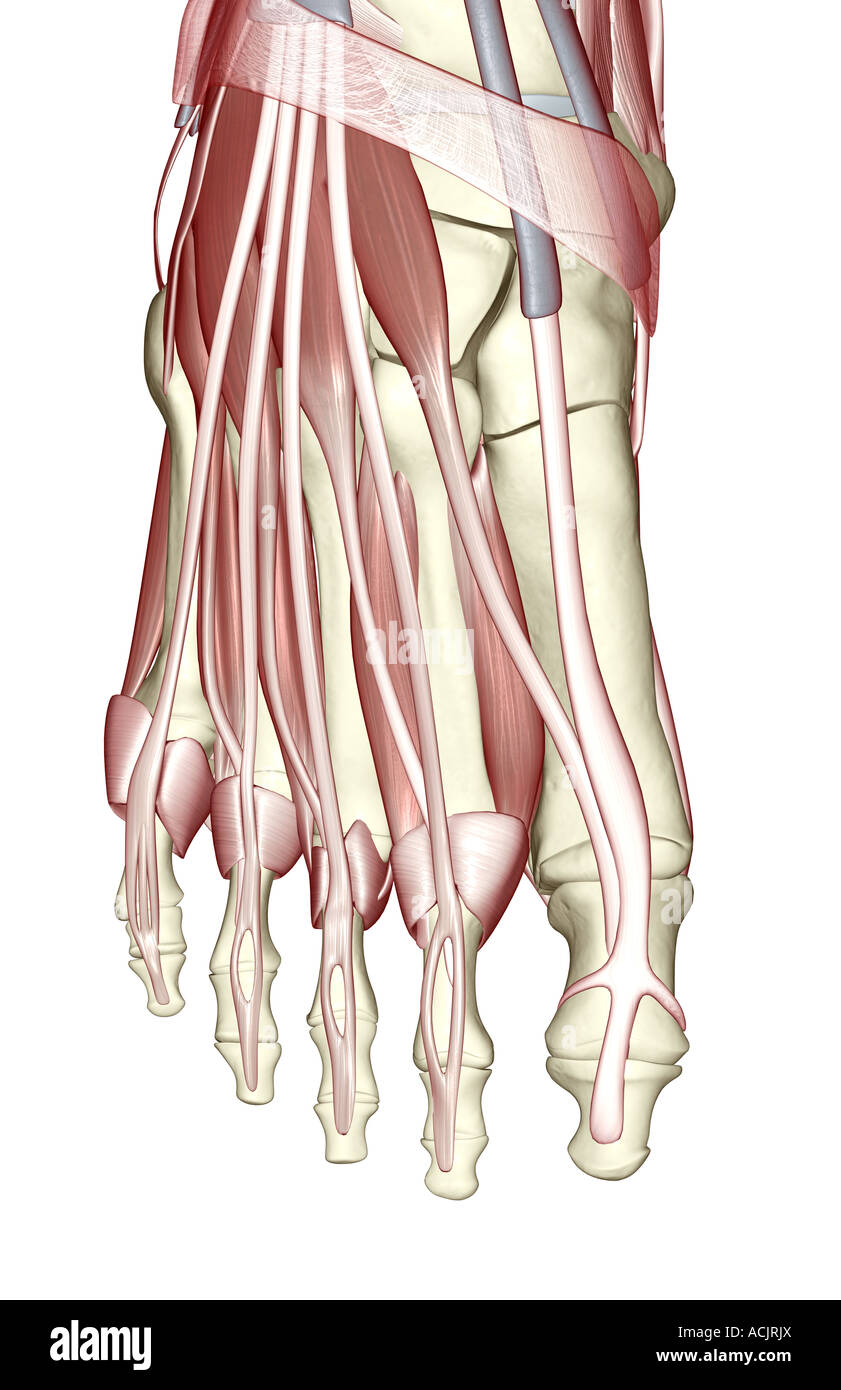 The muscles of the foot Stock Photo - Alamy