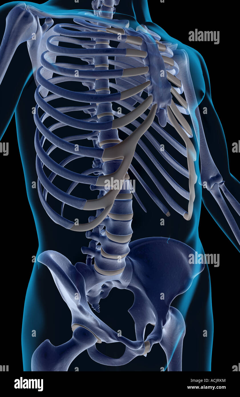 Bones of trunk anatomy hi-res stock photography and images - Alamy