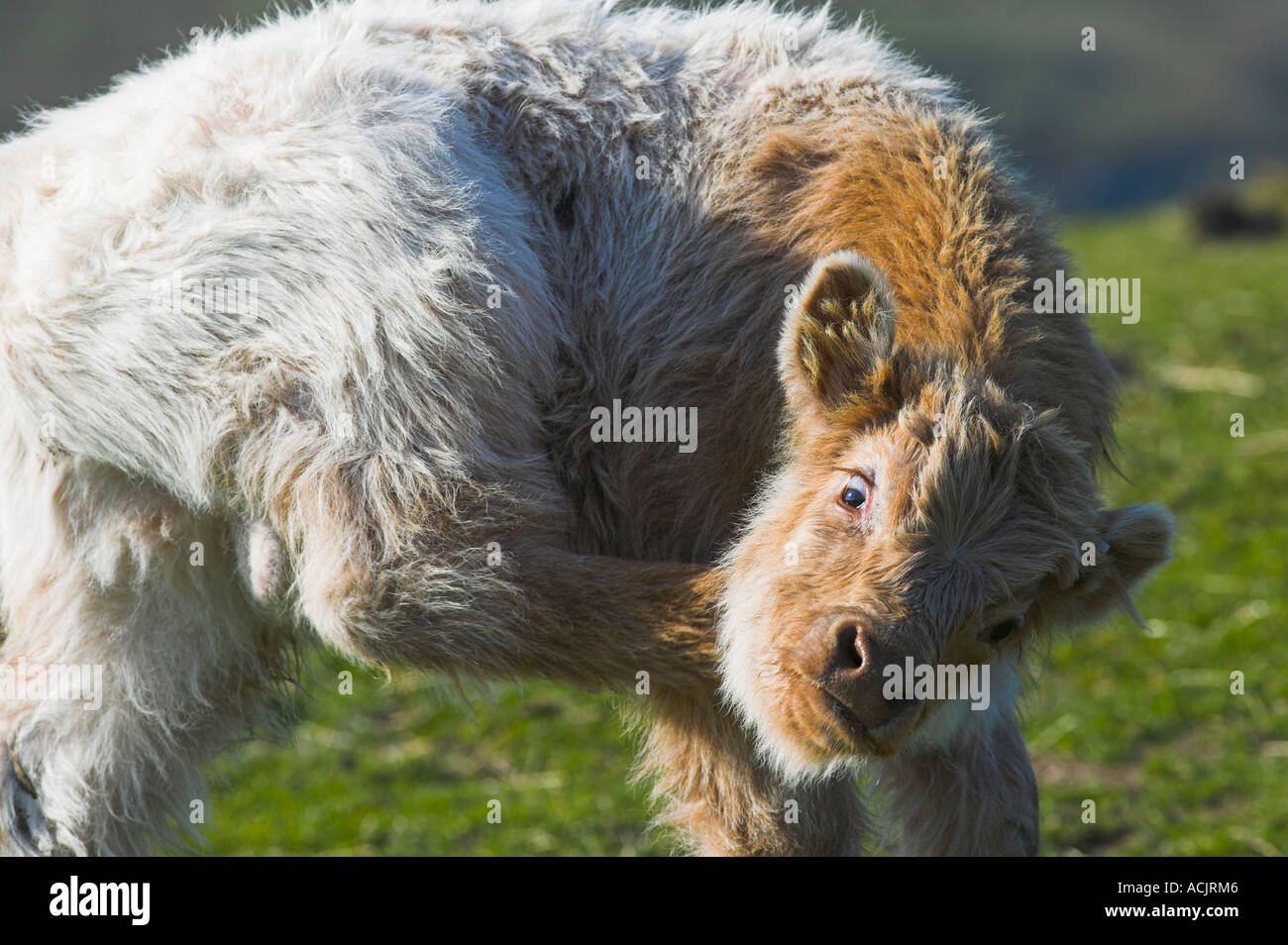Calf cattle itch scratch livestock hi-res stock photography and images ...