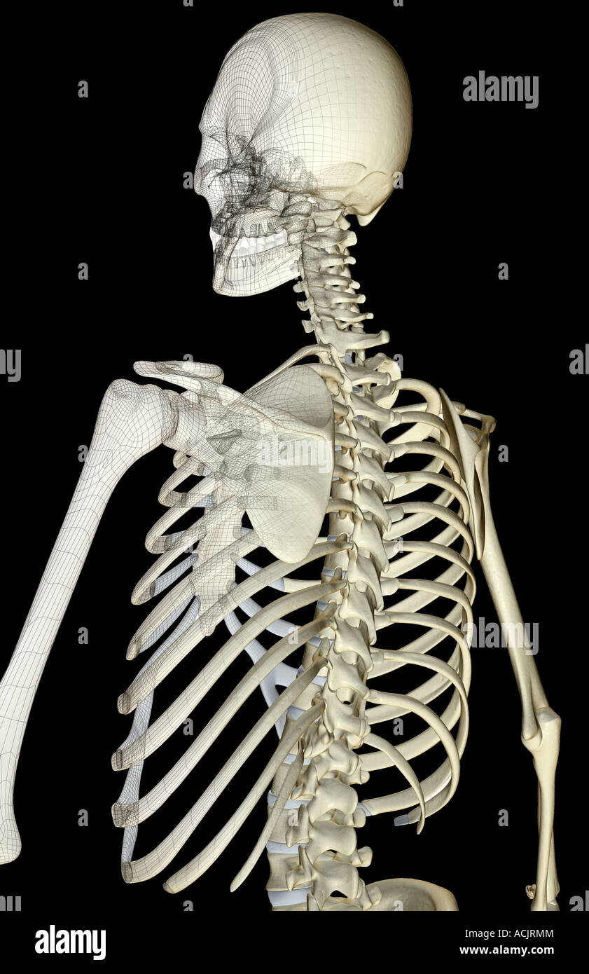 The bones of the upper body Stock Photo - Alamy