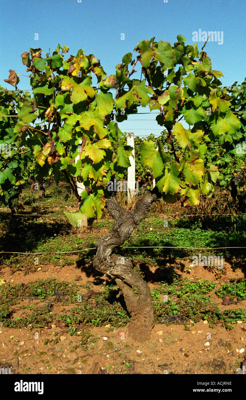 Semillon vine in the vineyard in sunshine on the typical Barsac soil ...