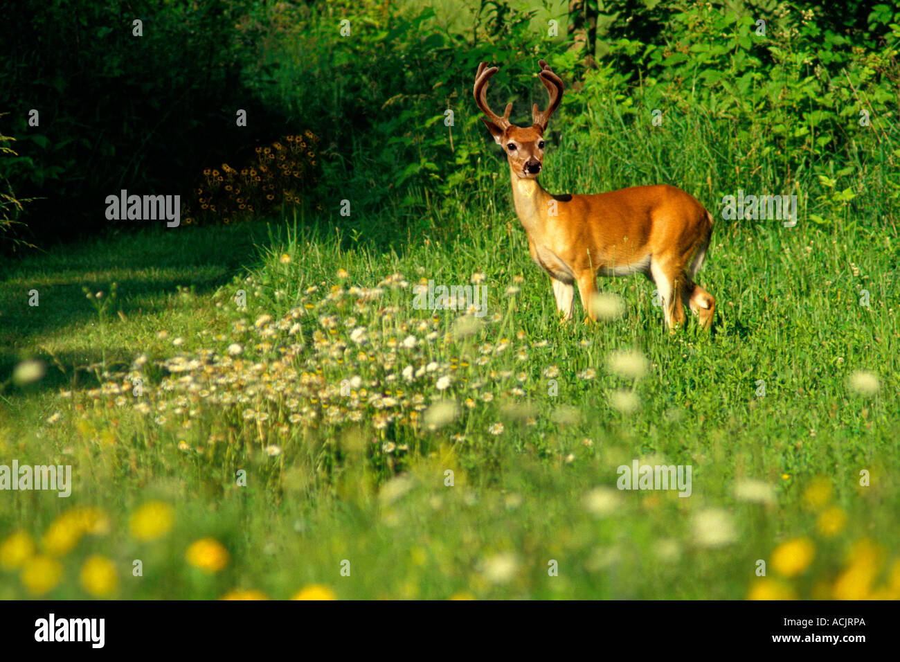 Whitetail buck in green field of flowers, Missouri USA Stock Photo - Alamy