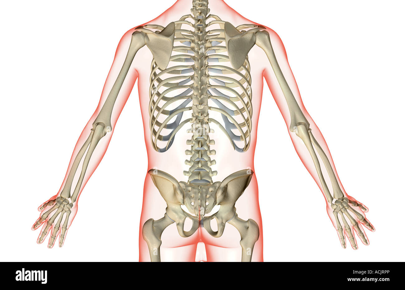 The bones of the trunk Stock Photo - Alamy