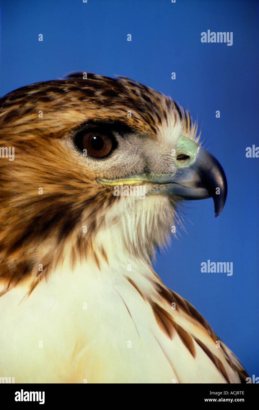 Hawk profile hi-res stock photography and images - Alamy