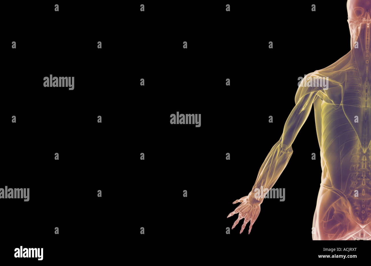 The muscles of the upper limb Stock Photo - Alamy