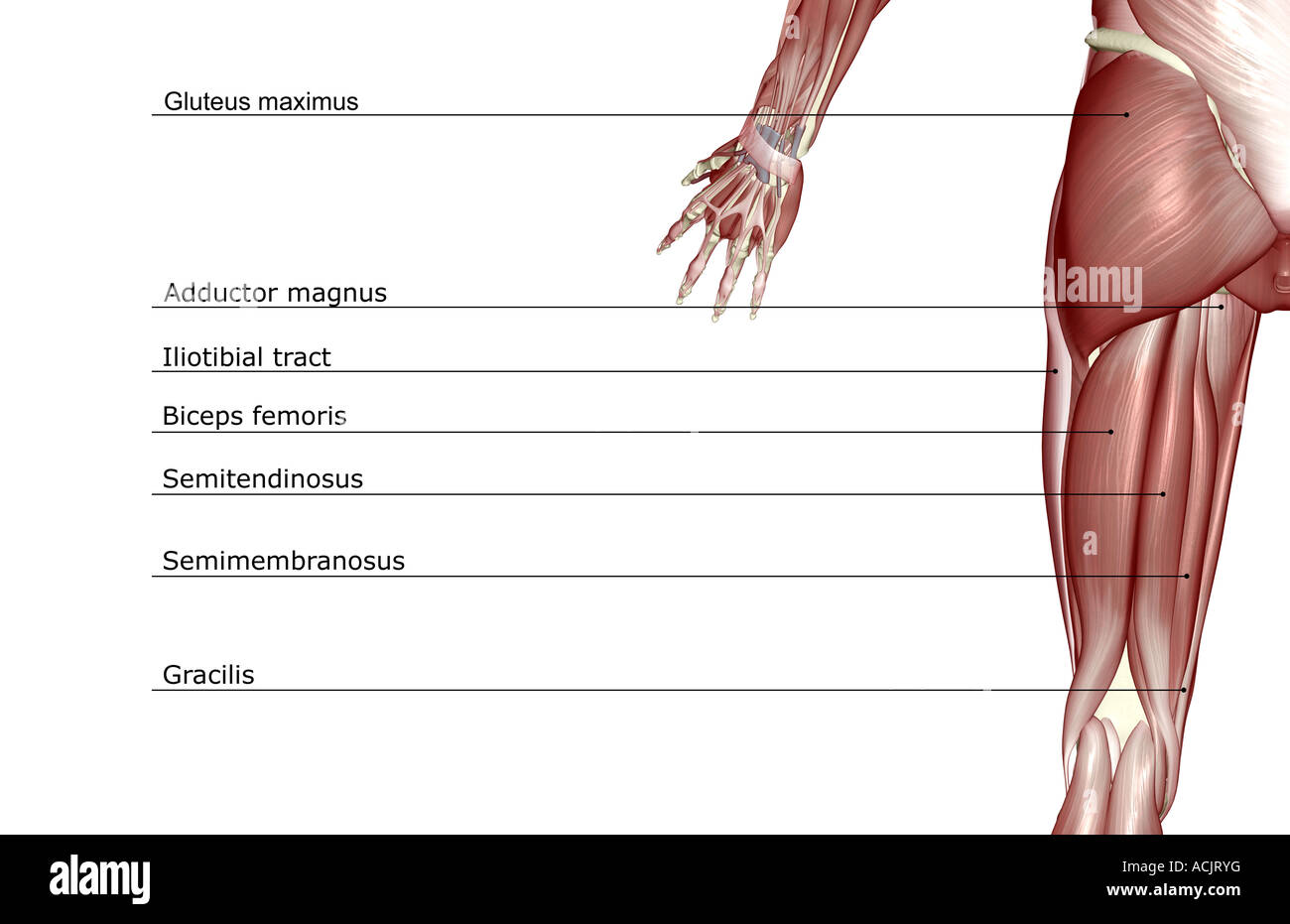 Human Skeleton With Labeled Anatomy High Resolution Stock Photography ...