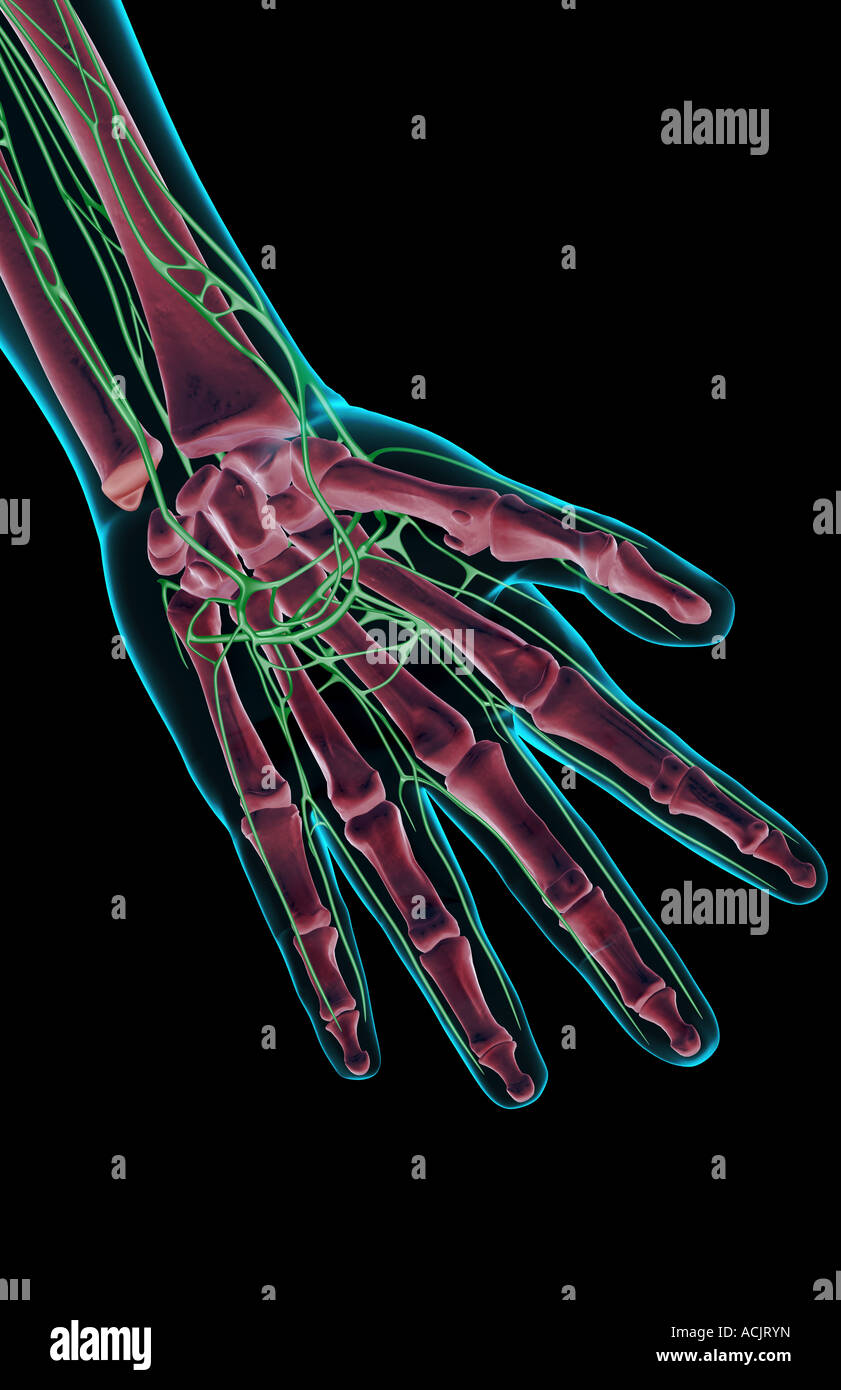The lymph supply of the hand Stock Photo - Alamy