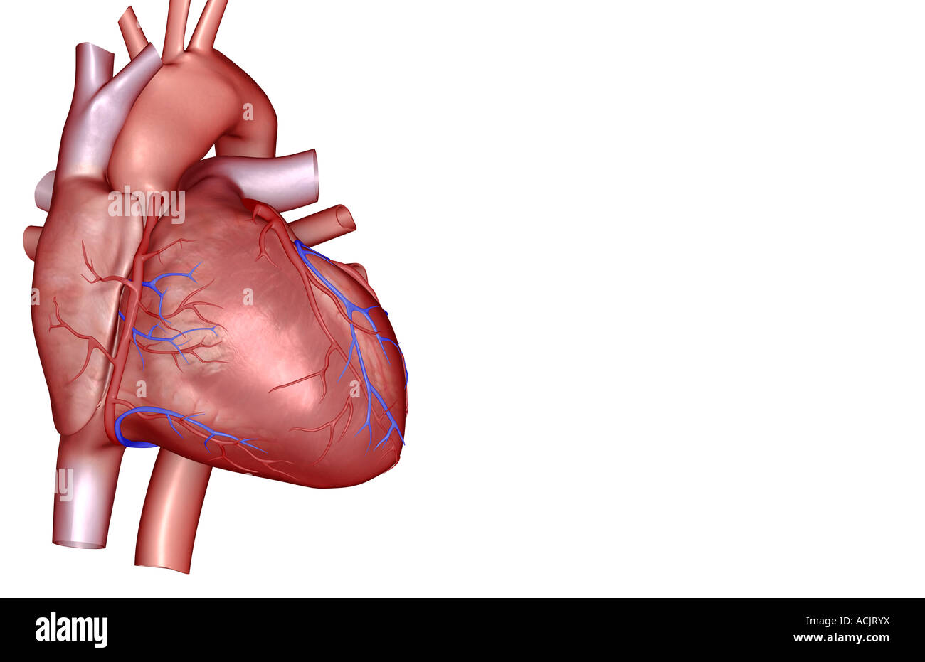 The coronary vessels of the heart Stock Photo - Alamy